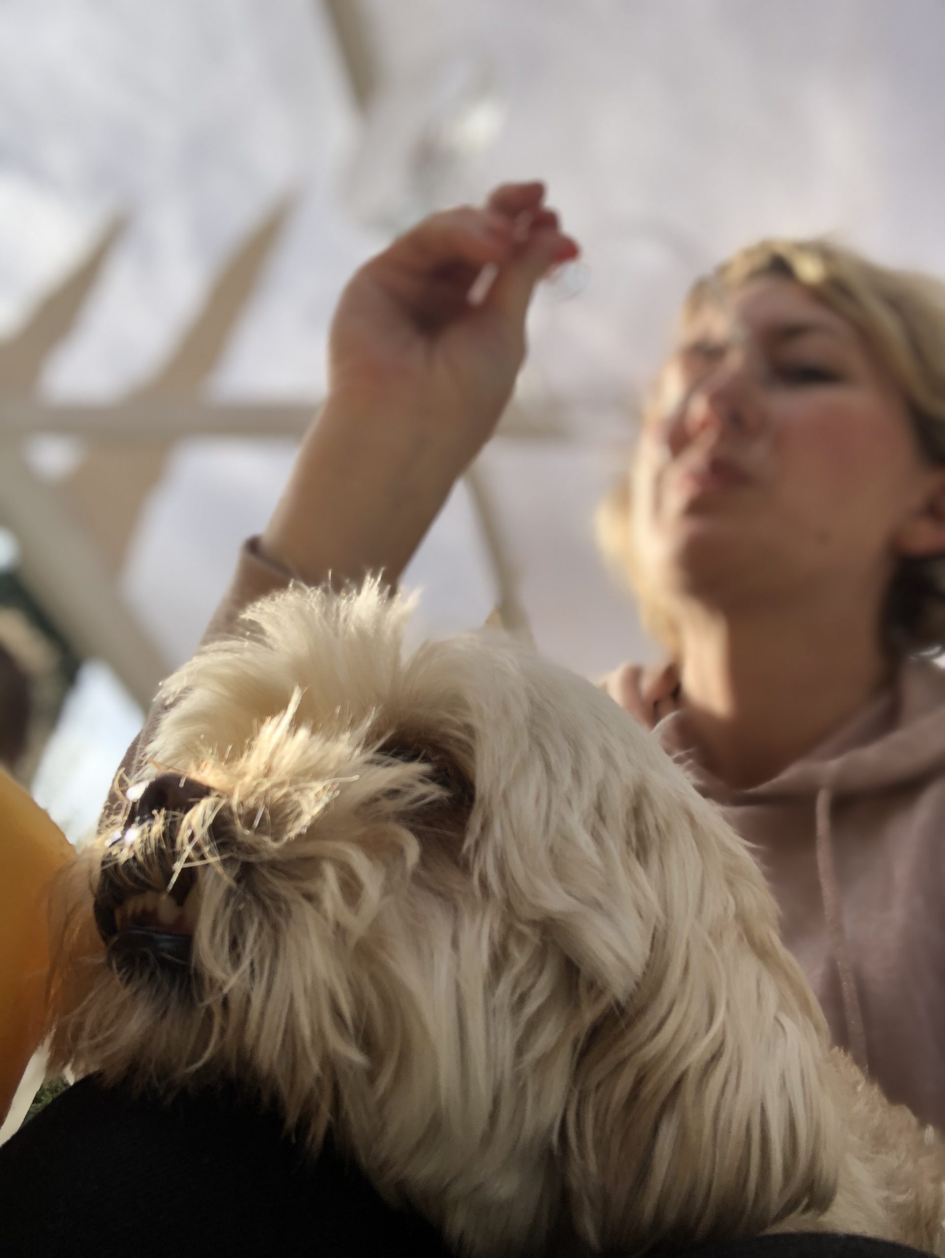 Winery Dogs of Livermore Valley - Livermore Valley Winegrowers Association