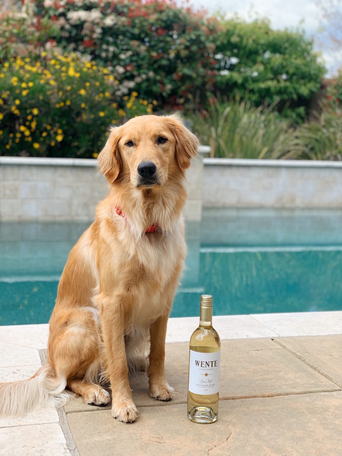 Winery Dogs of Livermore Valley - Livermore Valley Winegrowers Association