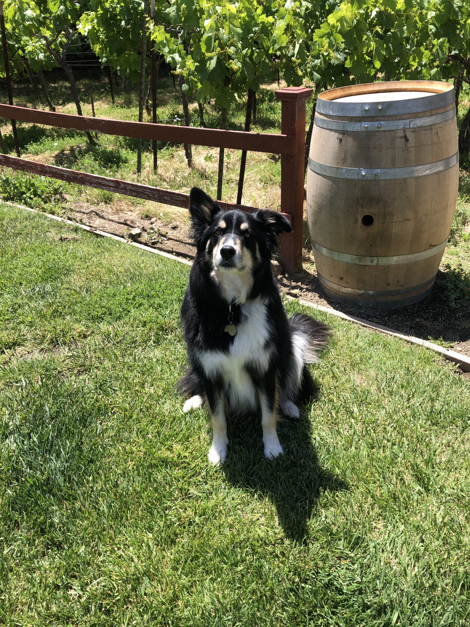 Winery Dogs of Livermore Valley - Livermore Valley Winegrowers Association