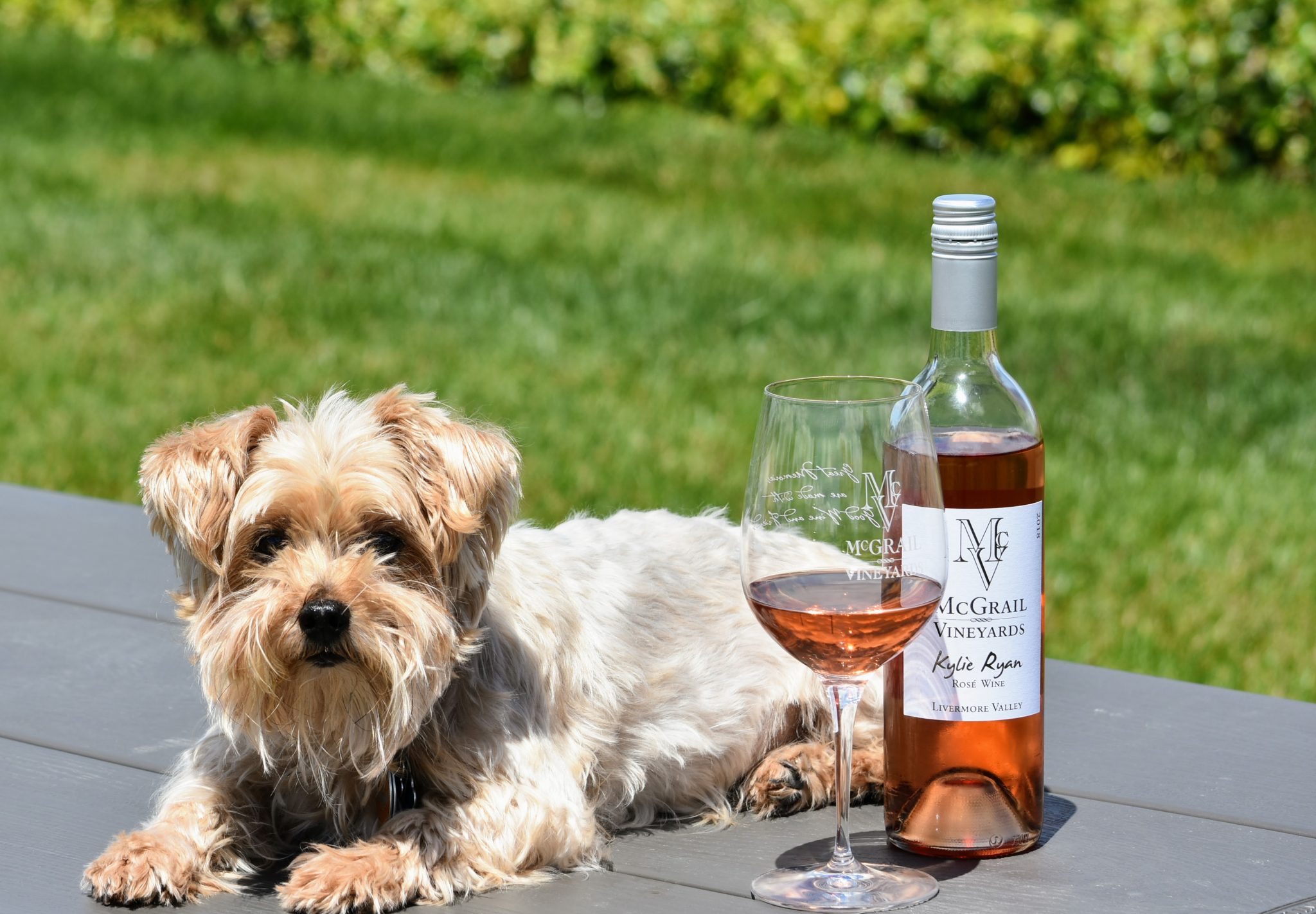 Winery Dogs of Livermore Valley - Livermore Valley Winegrowers Association