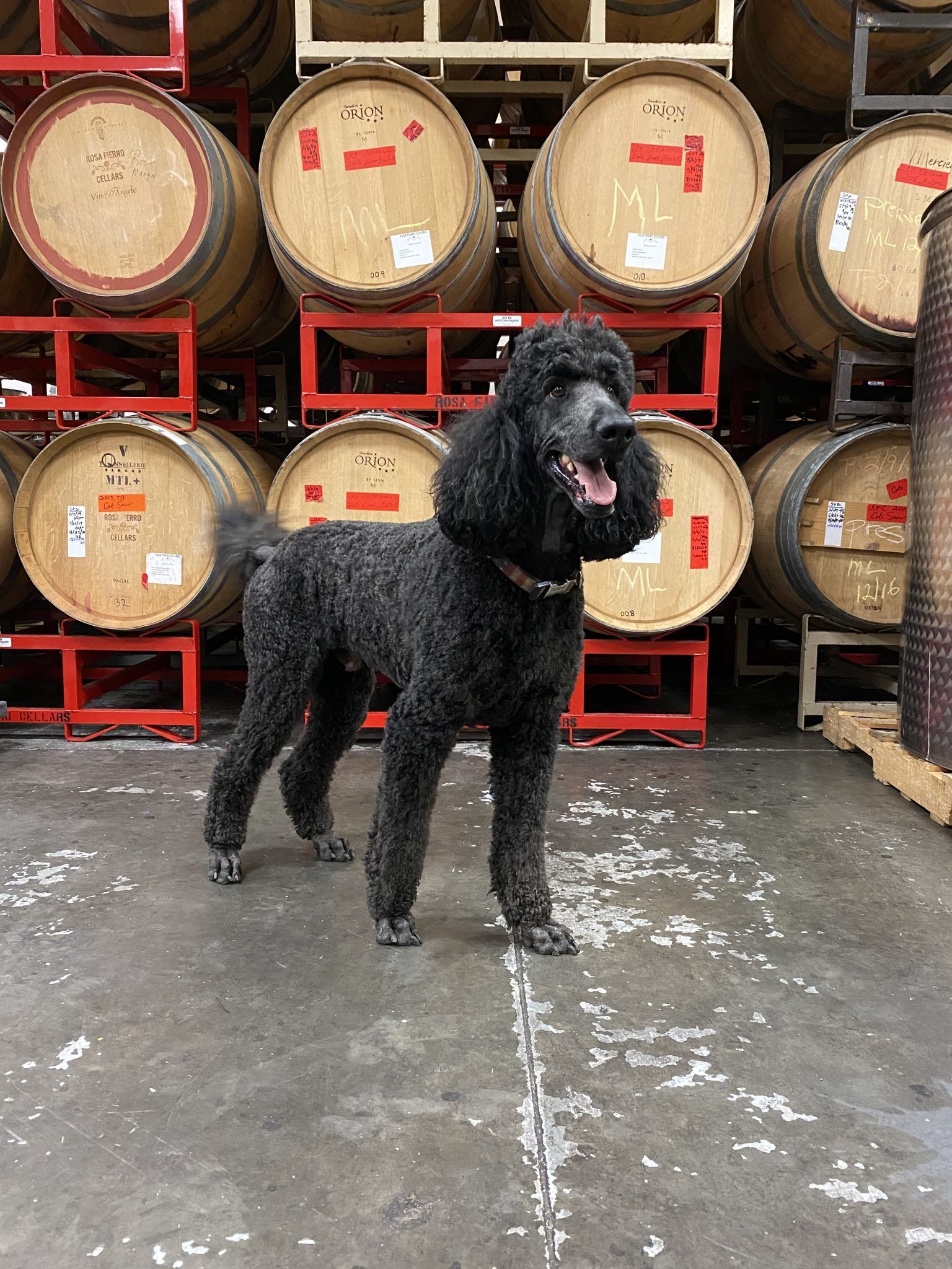 Winery Dogs of Livermore Valley - Livermore Valley Winegrowers Association