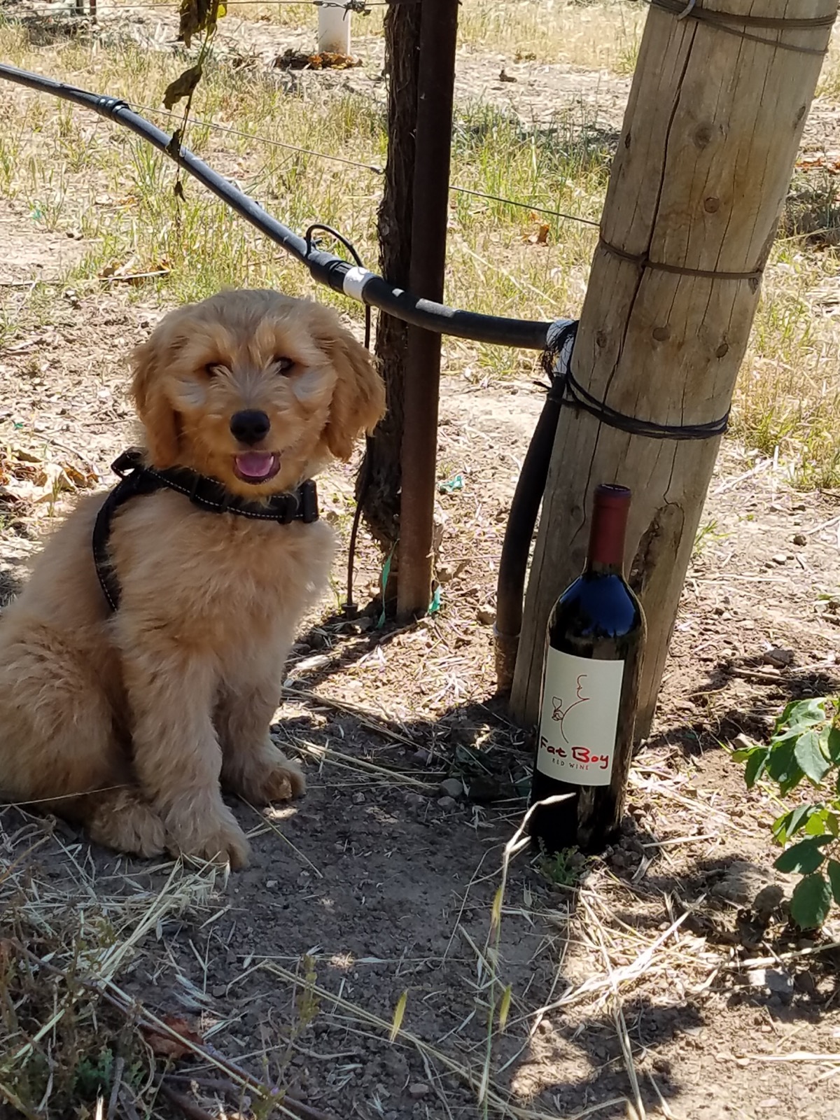 Winery Dogs of Livermore Valley - Livermore Valley Winegrowers Association
