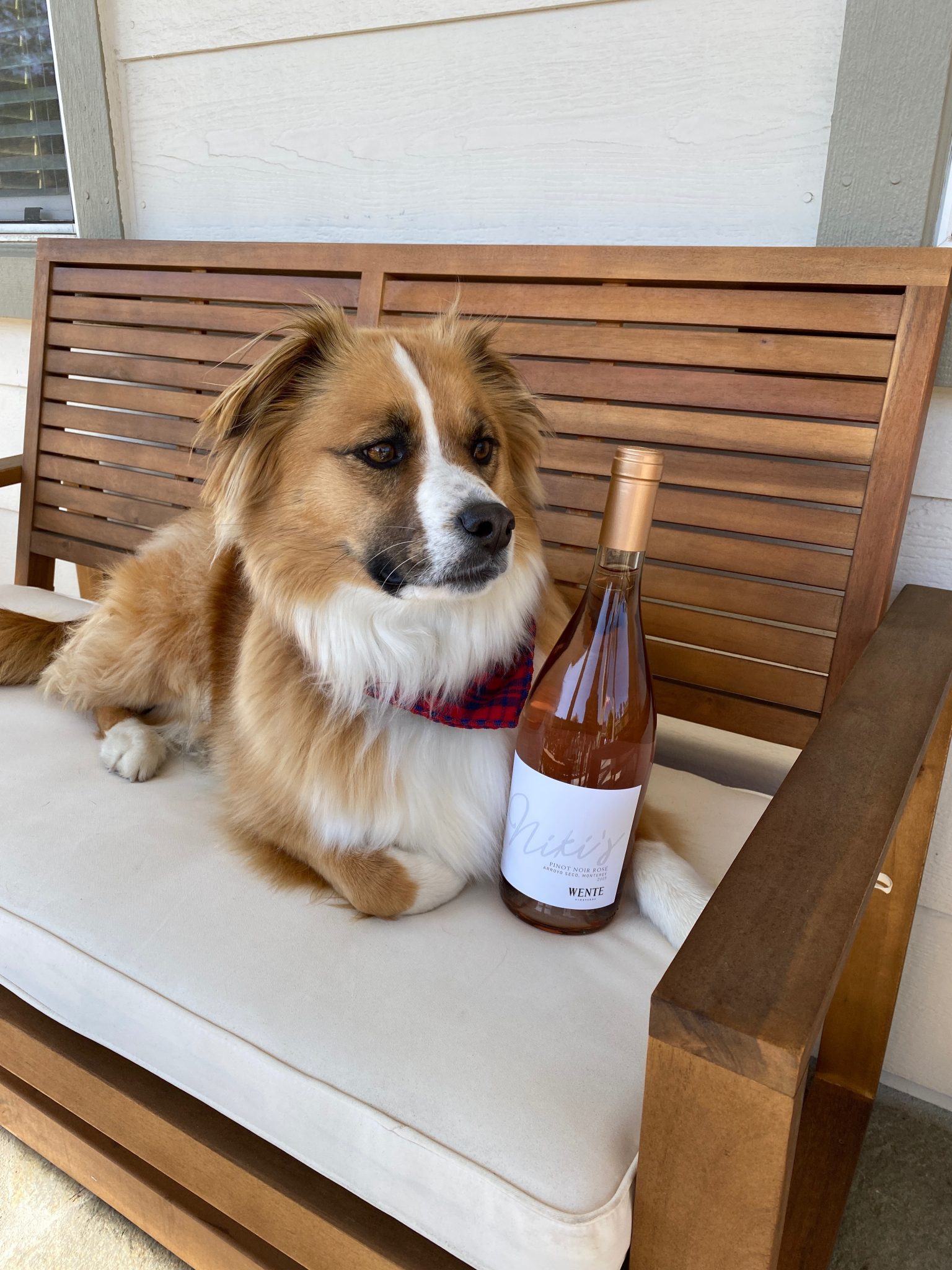 Winery Dogs of Livermore Valley - Livermore Valley Winegrowers Association
