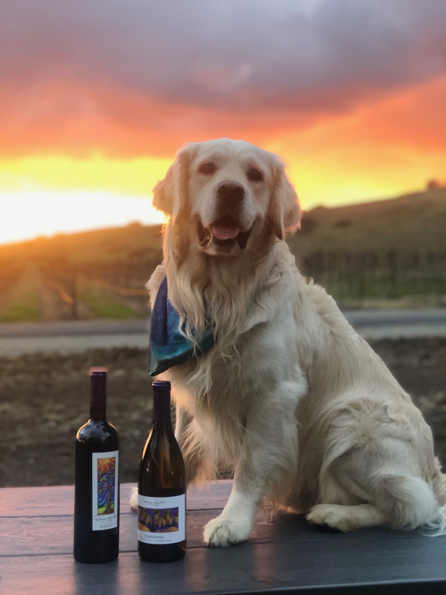 Winery Dogs of Livermore Valley - Livermore Valley Winegrowers Association